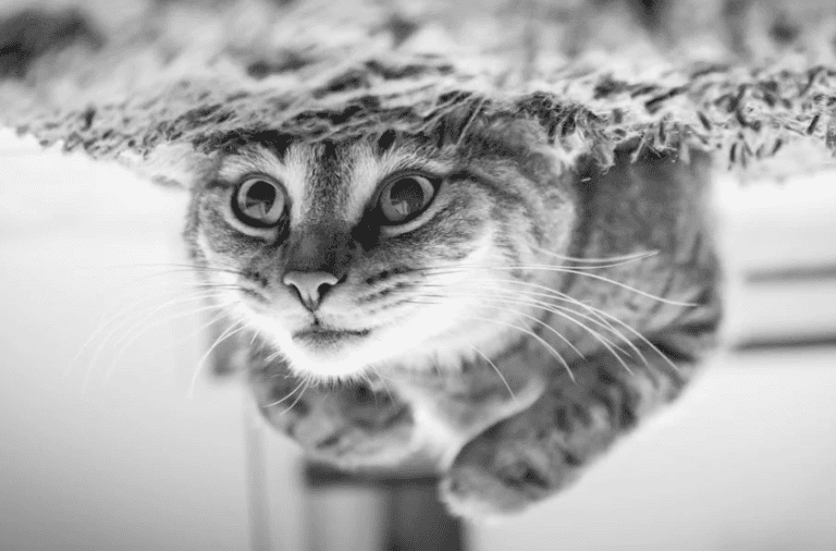 110+ Cat Lover Bios for Instagram (Copy & Paste Ready)